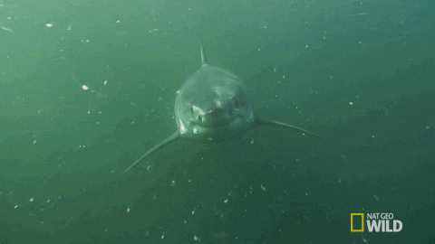 Sharks GIF by Nat Geo Wild - Find & Share on GIPHY