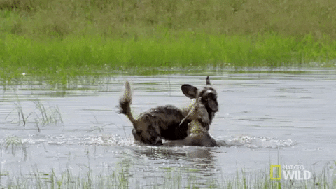 Nat Geo Wild GIF by Savage Kingdom - Find & Share on GIPHY