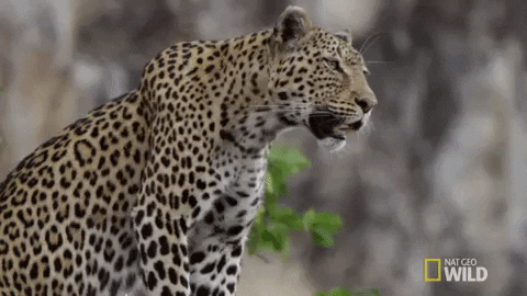 Nat Geo Wild GIF by Savage Kingdom - Find & Share on GIPHY
