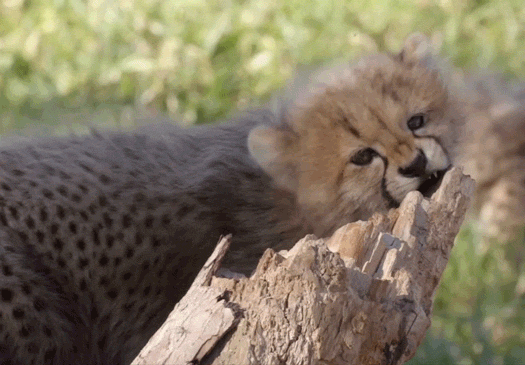 I Choose You GIF by San Diego Zoo - Find & Share on GIPHY