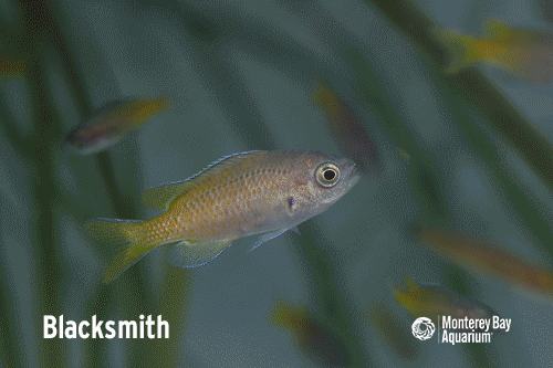 Growing GIF by Monterey Bay Aquarium - Find & Share on GIPHY