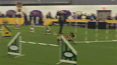 Dog GIF by Westminster Kennel Club - Find & Share on GIPHY