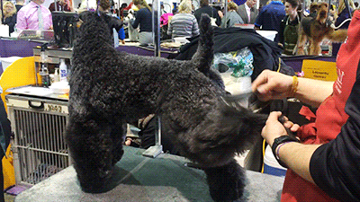 Dog GIF by Westminster Kennel Club - Find & Share on GIPHY