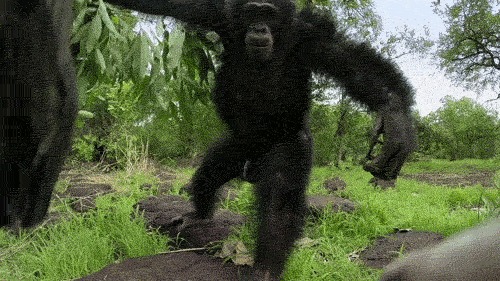 Wild Animals GIF by PBS - Find & Share on GIPHY