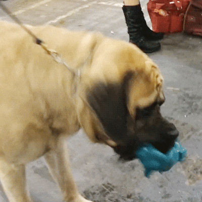 Dog GIF by Westminster Kennel Club - Find & Share on GIPHY