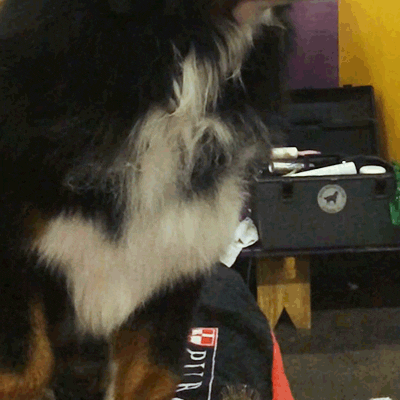 Dog GIF by Westminster Kennel Club - Find & Share on GIPHY