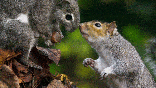 Hungry Wild Animals GIF by PBS - Find & Share on GIPHY