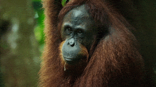 Wild Animals GIF by PBS - Find & Share on GIPHY