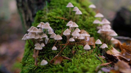 Living Stills GIFs - Find & Share on GIPHY