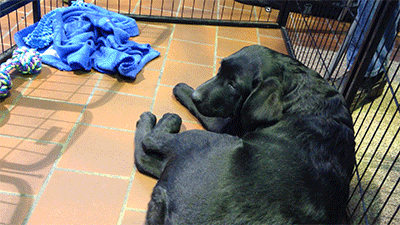 Dog GIF by Westminster Kennel Club - Find & Share on GIPHY