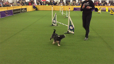 Dog GIF by Westminster Kennel Club - Find & Share on GIPHY