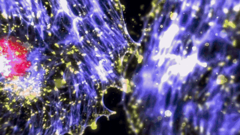 Future GIF by MIT - Find & Share on GIPHY