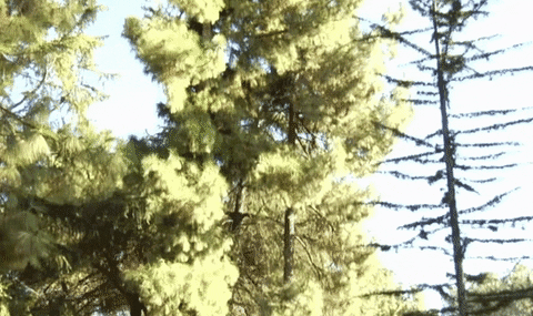 Canary Island Pine La Trees GIF by alixmcalpine - Find & Share on GIPHY