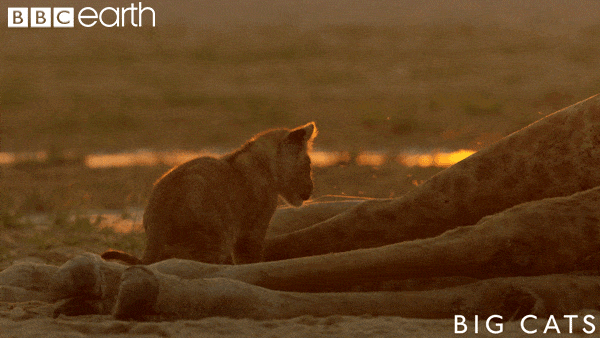 Baby Animal Cat GIF by BBC Earth - Find & Share on GIPHY