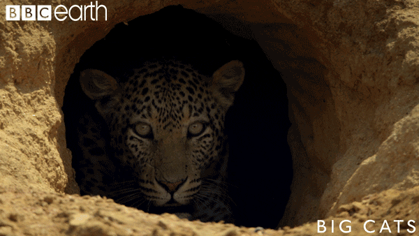 Big Cats Cat GIF by BBC Earth - Find & Share on GIPHY