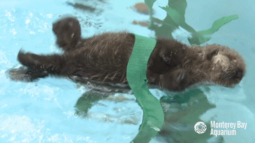 Sea Otter GIF by Monterey Bay Aquarium - Find & Share on GIPHY