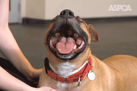 Dog Adopt GIF by ASPCA - Find & Share on GIPHY