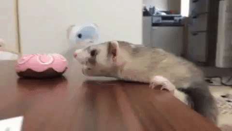 25 Ferrets Who Will Make You Wish You Had a Ferret | Cuteness