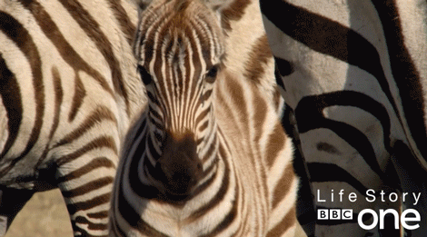 Bbc One Wildlife GIF by BBC - Find & Share on GIPHY