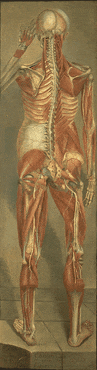 Wellcome Library Anatomy By GIF - Find & Share on GIPHY