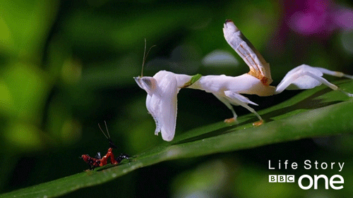 Life Story Eating GIF by BBC - Find & Share on GIPHY