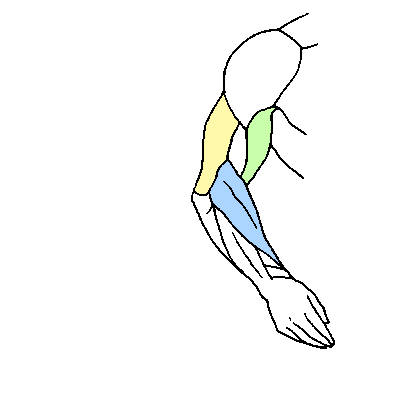1000+ images about CG anatomy & tutorials for artists on Pinterest ...