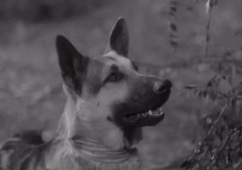 Classic Film Woof GIF by Warner Archive - Find & Share on GIPHY