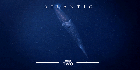 Bbc Two Atlantic GIF by BBC - Find & Share on GIPHY