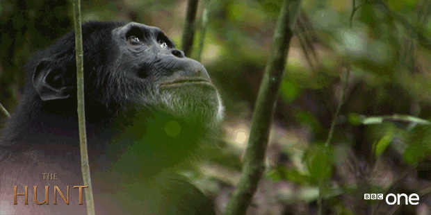 Bbc One Monkey GIF by BBC - Find & Share on GIPHY