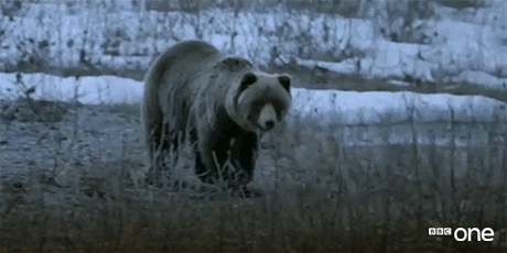 Bbc One Bear GIF by BBC - Find & Share on GIPHY
