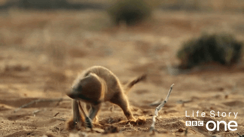 Meerkat GIFs - Get the best GIF on GIPHY
