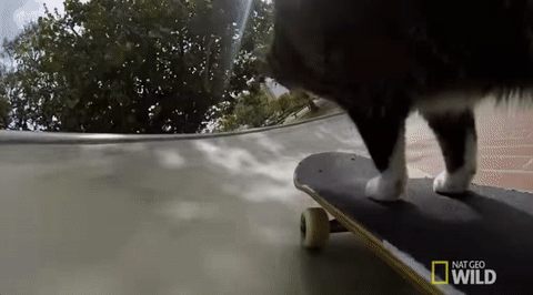 Cats Skateboarding GIF by Nat Geo Wild - Find & Share on GIPHY