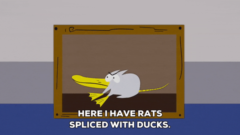 Duck Rat GIF by South Park - Find & Share on GIPHY