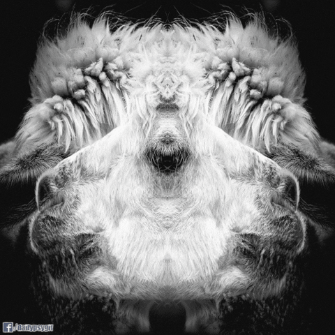 Mirror Love GIF by Psyklon - Find & Share on GIPHY