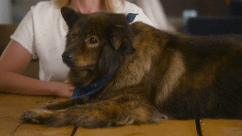 Dog Wink GIF by Chelsea Handler - Find & Share on GIPHY