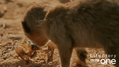 Life Story Meerkat GIF by BBC - Find & Share on GIPHY