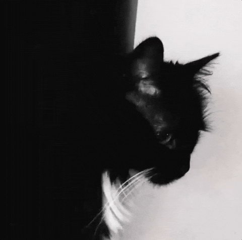 Cat Kitten GIF by chris cubellis - Find & Share on GIPHY