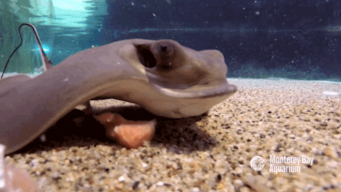 Bat Ray Nom GIF by Monterey Bay Aquarium - Find & Share on GIPHY