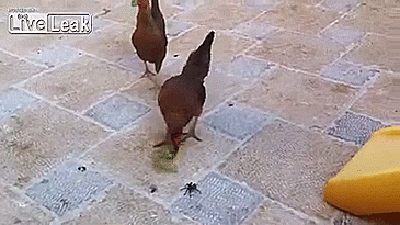 It looks like we're getting chickens! Lay some chicken knowledge on me ...