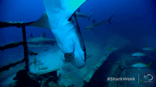 Discovery Eating GIF by Shark Week - Find & Share on GIPHY