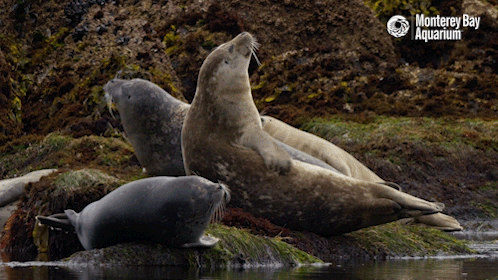 Sleepy Harbor Seal GIF by Monterey Bay Aquarium - Find & Share on GIPHY
