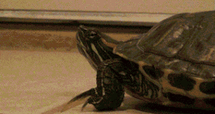 The company I work for (Tortoise Property) May the 4th Post : r/gifs