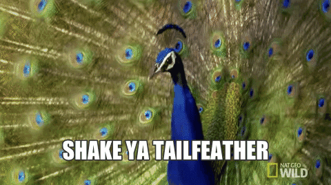 Peacock Shake Ya Tail Feather GIF - Find & Share on GIPHY