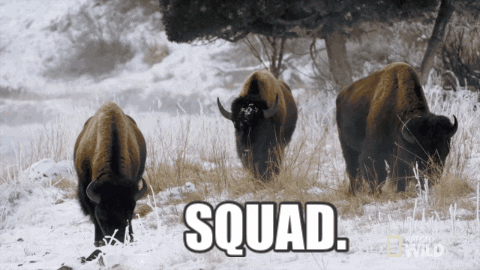 Squad Yellowstone GIF by Nat Geo Wild - Find & Share on GIPHY
