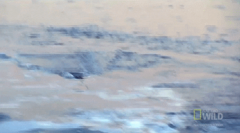 Worldâ S Deadliest GIF by Nat Geo Wild - Find & Share on GIPHY