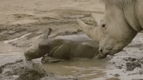 Splish Splash Swimming GIF by San Diego Zoo - Find & Share on GIPHY