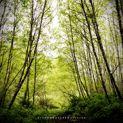 The Woods Horror GIF by Lionsgate - Find & Share on GIPHY The Woods Horror GIF by Lionsgate - Find & Share on GIPHY