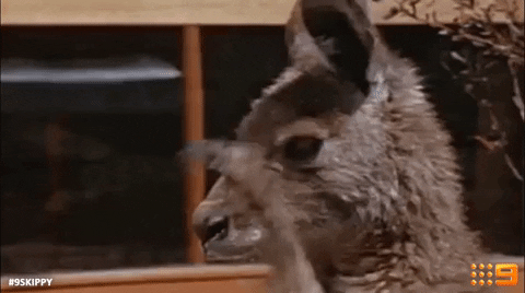 - Find & Share on GIPHY