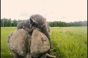 Baby Animals Running GIF by University of Alaska Fairbanks - Find ...