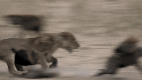 Nat Geo Wild GIF by Savage Kingdom - Find & Share on GIPHY